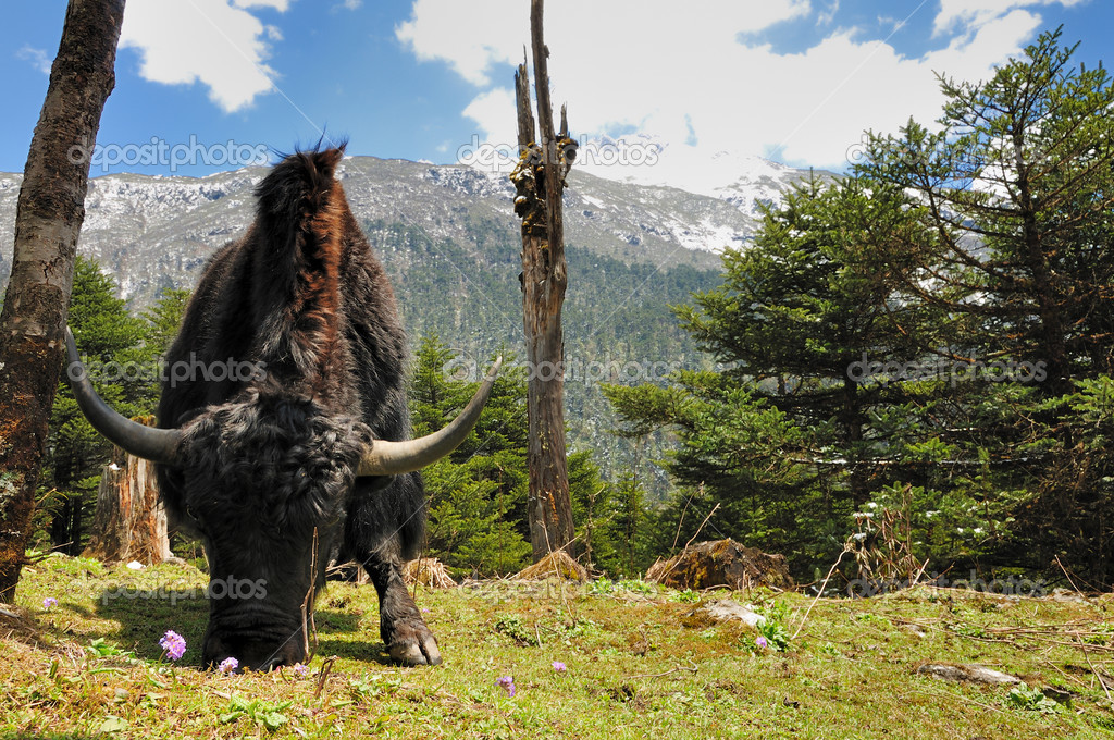 Himalayan Yak Highland