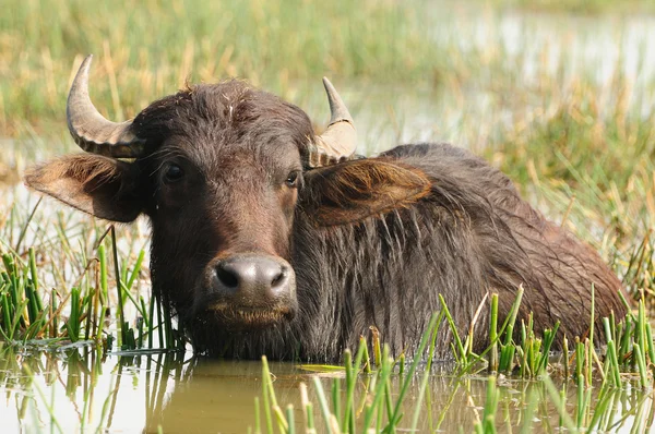 Indian buffalo Stock Photos, Royalty Free Indian buffalo Images ...