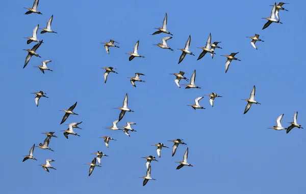 Migrating birds Stock Photos, Royalty Free Migrating birds Images ...