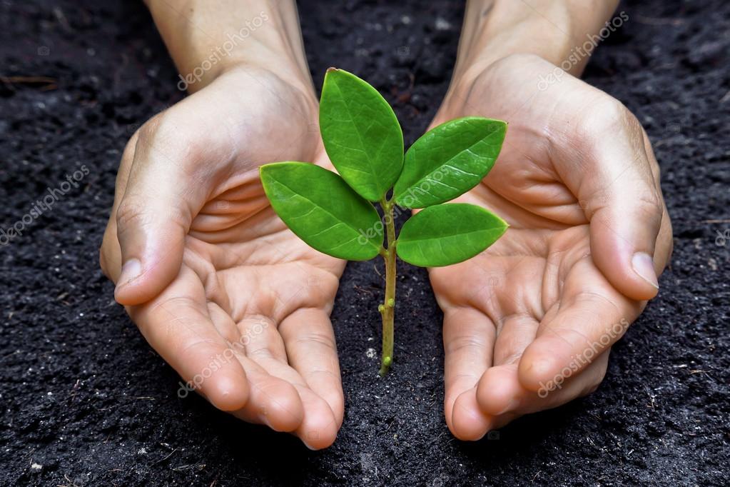 Two hands growing a young green plant Stock Photo by ©weerapat 42161659