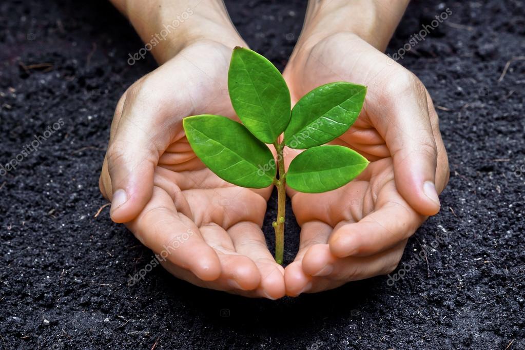 Two hands growing a young green plant Stock Photo by ©weerapat 42161771