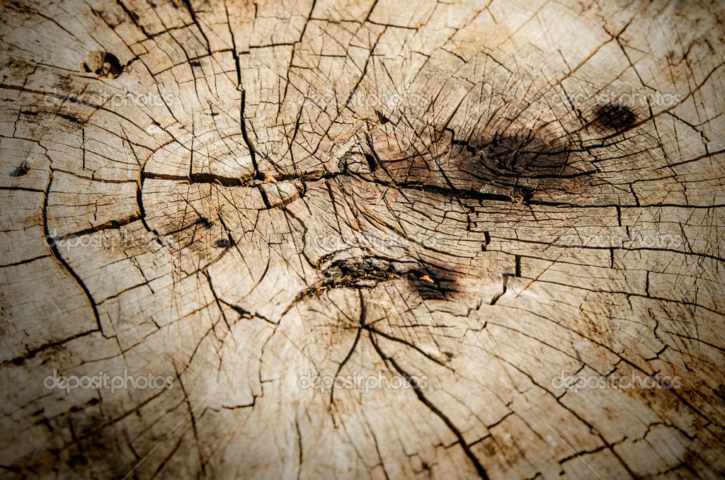 Wood texture of cutted tree trunk Stock Photo by ©thekaikoroez 43151555
