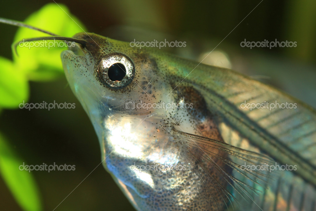 Transparent Fish Head