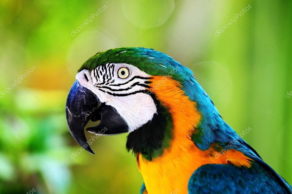 Parrot Stock Photo by ©v-strelok 37112333