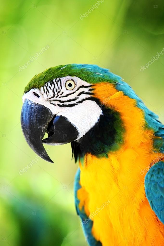 Parrot Stock Photo by ©v-strelok 37116195