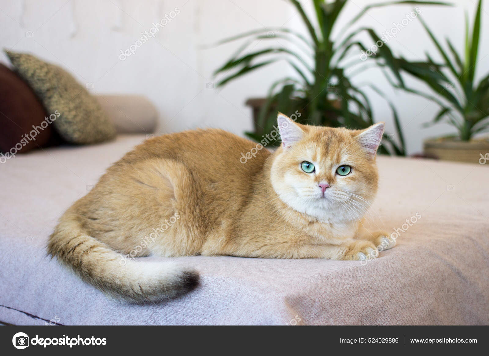 Golden Tabby Cat With Green Eyes