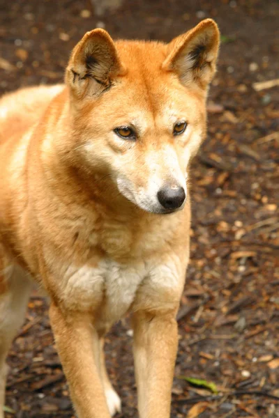 Dingo australia Stock Photos, Royalty Free Dingo australia Images ...