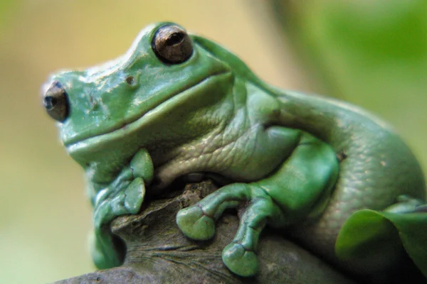 Forest Green Tree Frog Stock Photo by ©davidewingphoto 37880607