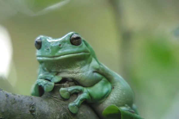 Forest Green Tree Frog Stock Photo by ©davidewingphoto 37880607