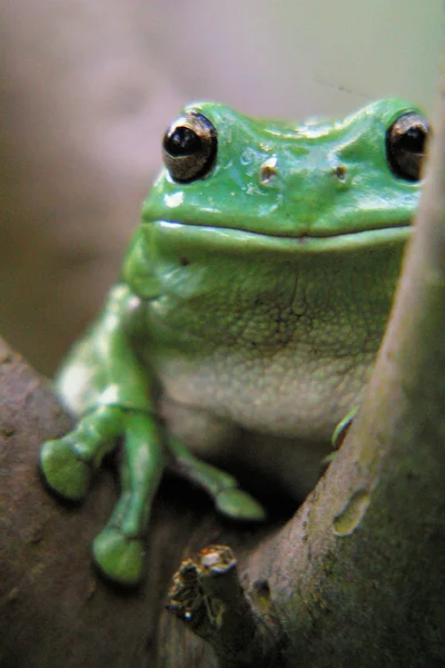 Forest Green Tree Frog Stock Photo by ©davidewingphoto 37880607