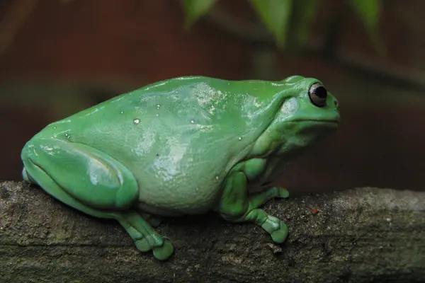 Forest Green Tree Frog Stock Photo by ©davidewingphoto 37880607