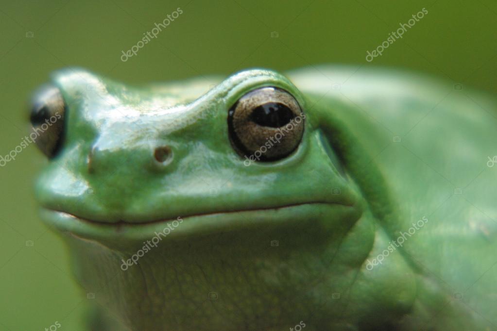 Forest Green Tree Frog Stock Photo by ©davidewingphoto 37880607