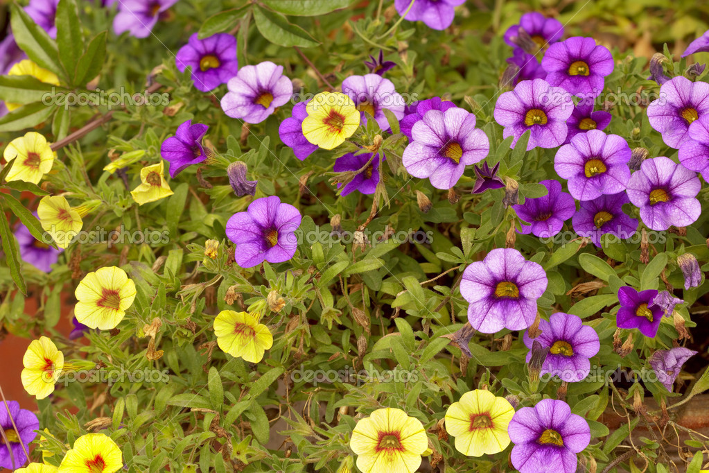Calibrachoa flowers Stock Photo by ©danakow 38293541