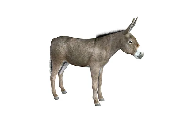 Donkey Fell Down