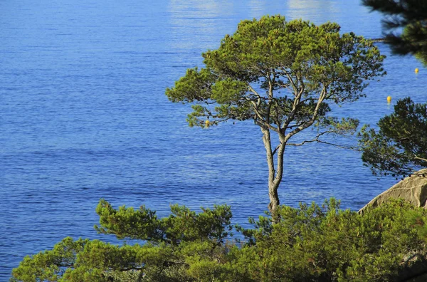 Lonely tree at tossa de mar on sunrise图库照片、免版税Lonely tree at tossa de ...