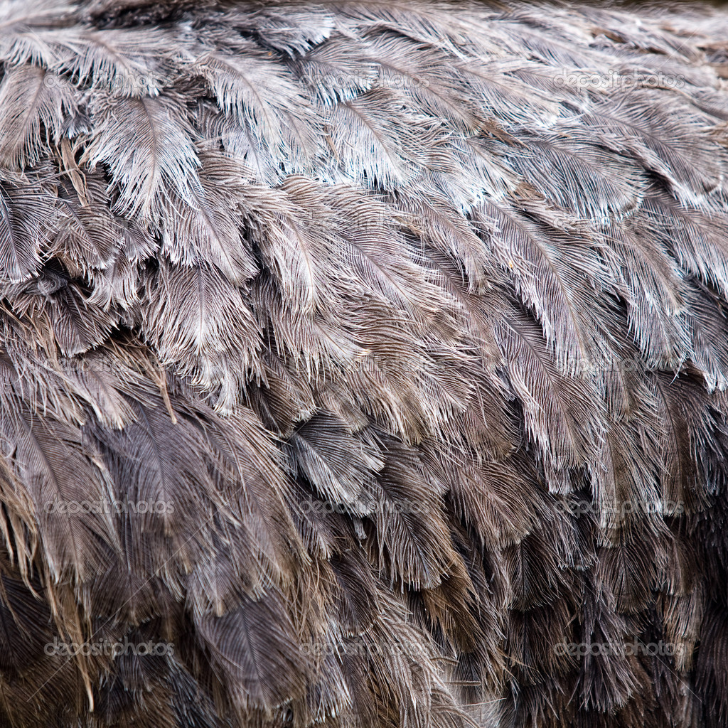 Fotos de Plumas de textura - Imagen de © kshatry #38818197