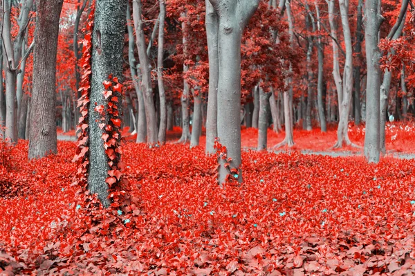 Red forest Stock Photos, Royalty Free Red forest Images | Depositphotos