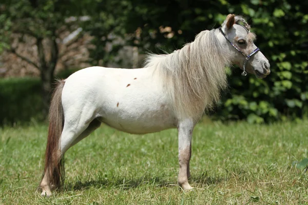 Mini paard Stock Photos, Royalty Free Mini paard Images | Depositphotos