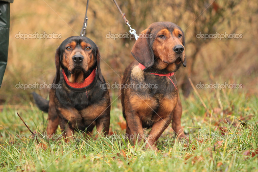 What Is An Alpine Dachsbracke