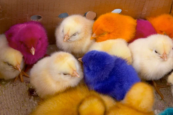 Color chicken — Stock Photo © suksao #42302823