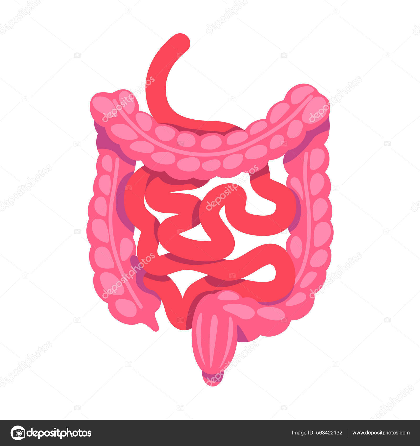 Guts Semi Flat Color Vector Object Digestive System Full Sized Stock ...