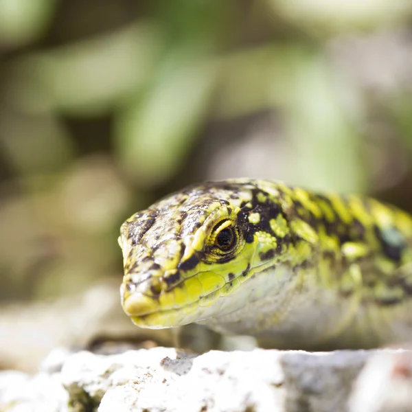 Lézard mural commun images libres de droit, photos de Lézard mural ...