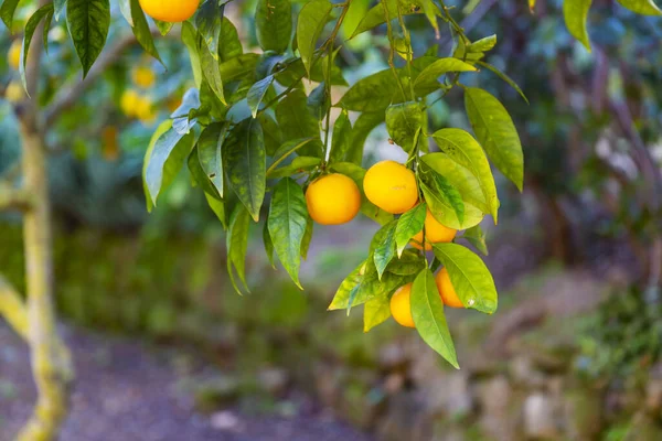 Delicious Sicilian oranges in a citrus grove - Stock Image - Everypixel