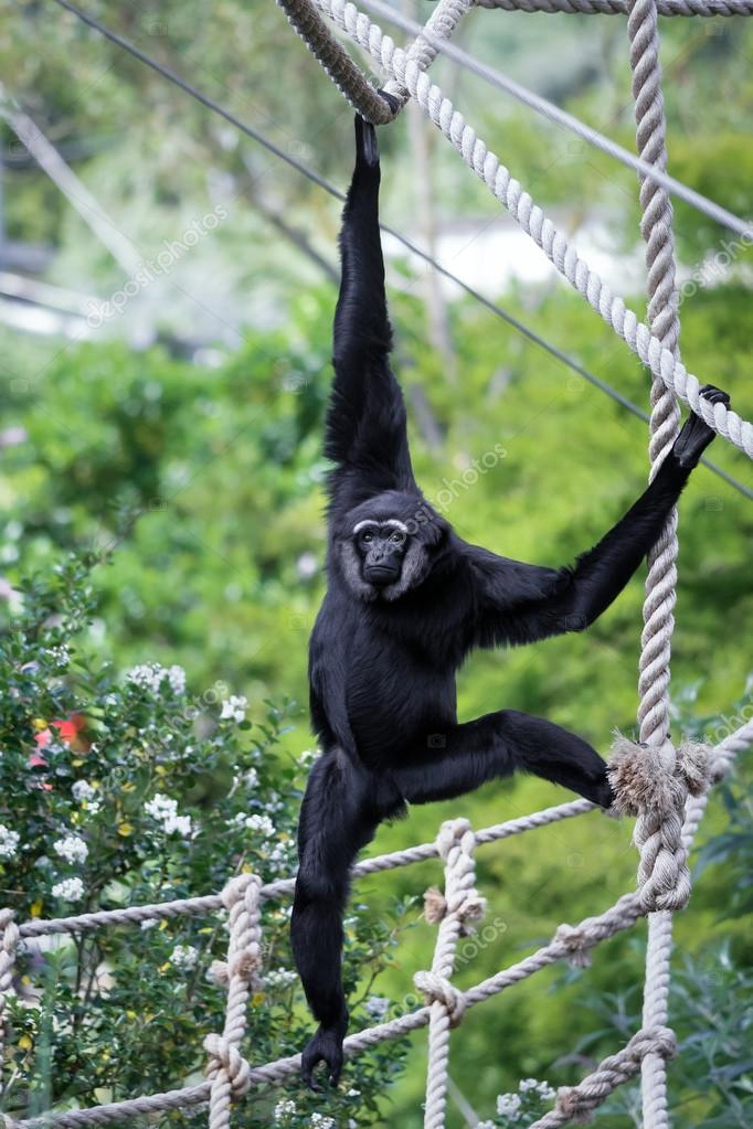 Agile Gibbon (Hylobates agilis) — Stockfoto © phil_bird #39071049