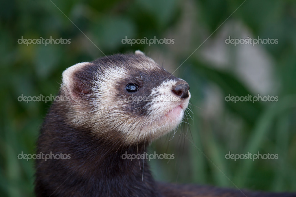 Polecat-coloured Ferret — Stock Photo © phil_bird #40956717