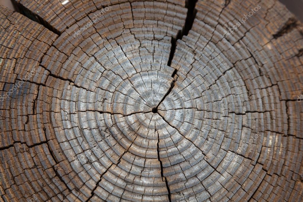Huge tree trunk (cut in half) into beautiful table [640 x 623 ...