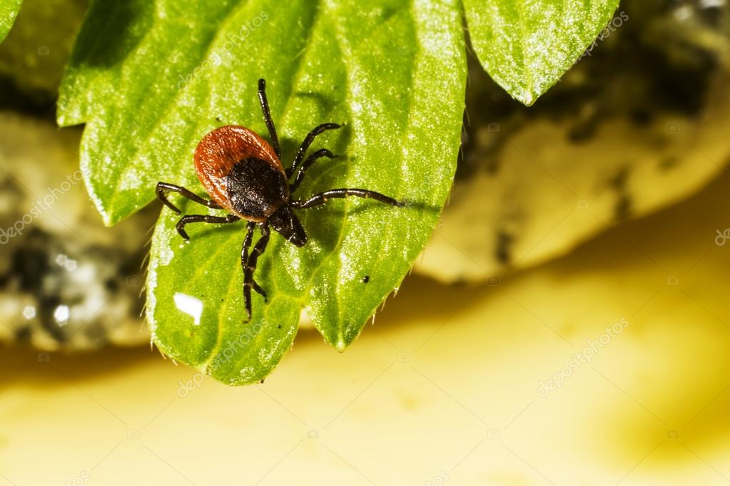 The castor bean tick (Ixodes ricinus) — Stock Photo © Erik_Karits #37807659