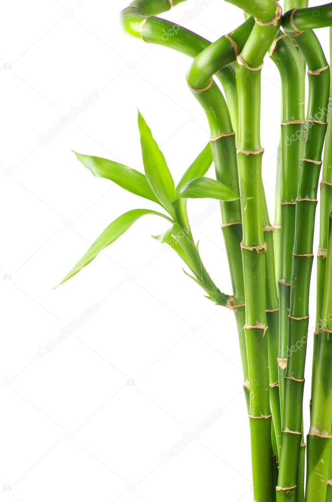 Bamboo on white background Stock Photo by ©HorenkO 37497467