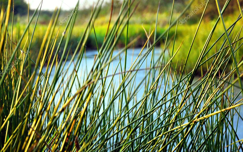 Swamp and stalks of grass Stock Photo by ©Tadeas 38143761