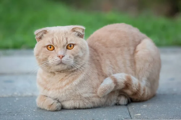 Rarest cat Stock Photos, Royalty Free Rarest cat Images | Depositphotos