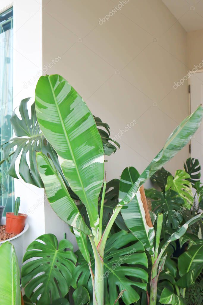 Aureo striata, cepa Florida o Heliconia indica Lam o Musa, Musa sp o ...