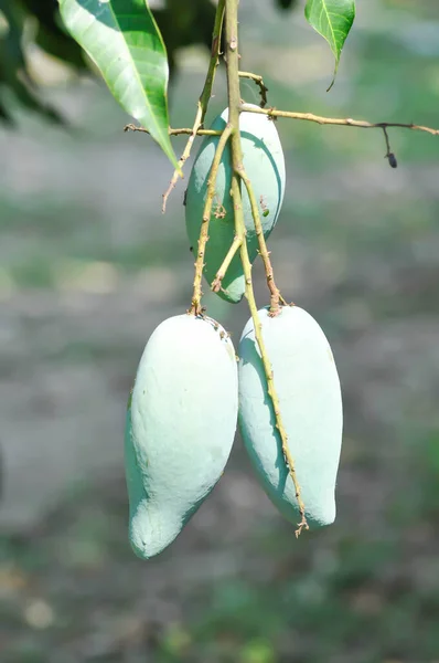 Mangifera indica, mango or mango seed on the mango tree or mango plant ...