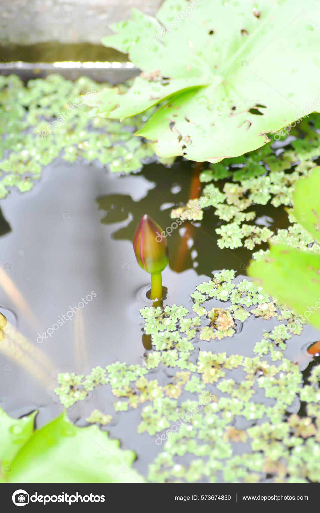 Budding Lotis Azolla Duckweed Lemna Minor Lemna Perpusilla Torr Lesser ...