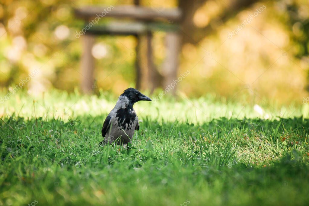Carrión cuervo (Corvus corone) es un ave de tamaño mediano con plumaje negro-gris y un pico ...