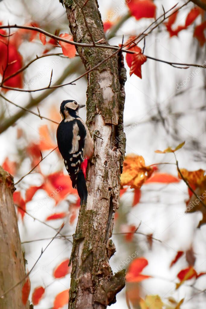 Gran pájaro carpintero moteado (Dendrocopos major) Un pájaro de tamaño ...