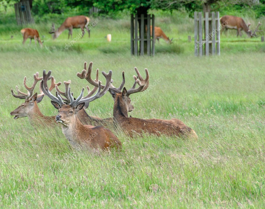 Group of deer's standing and sitting in a park — Stock Photo © mjamil81 ...