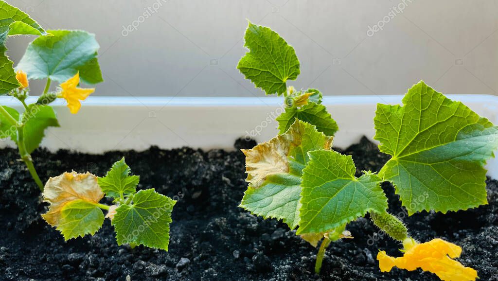 Fallo en los cultivos de pl ntulas de pepino, hojas amarillas secas y tama o de planta peque o 2024