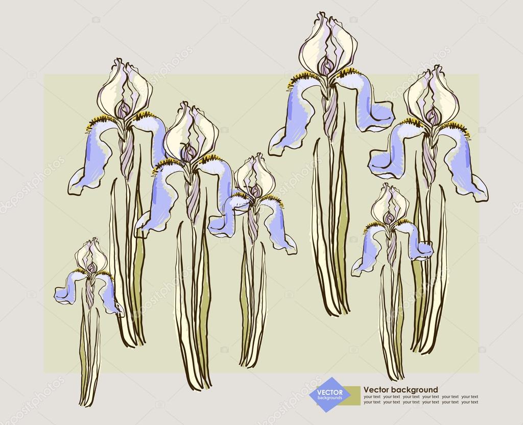A vector image of the iris Stock Vector Image by ©FarbaKolerova #49063801