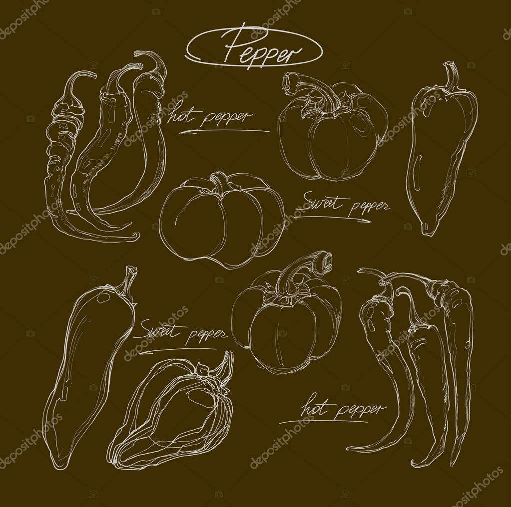 Vector hand drawing set peppers Stock Vector Image by ©FarbaKolerova ...