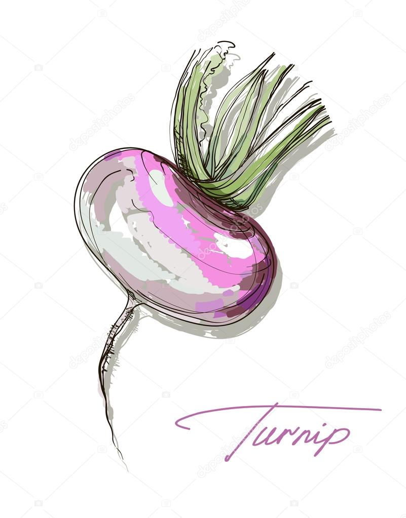 Turnip Drawing