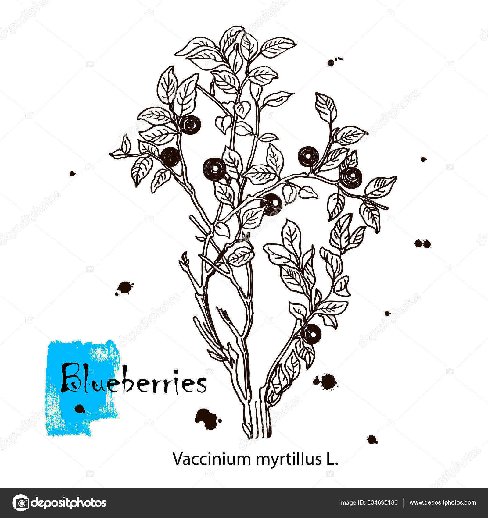 Blueberry hand drawing vintage clip art isolate on white background ...