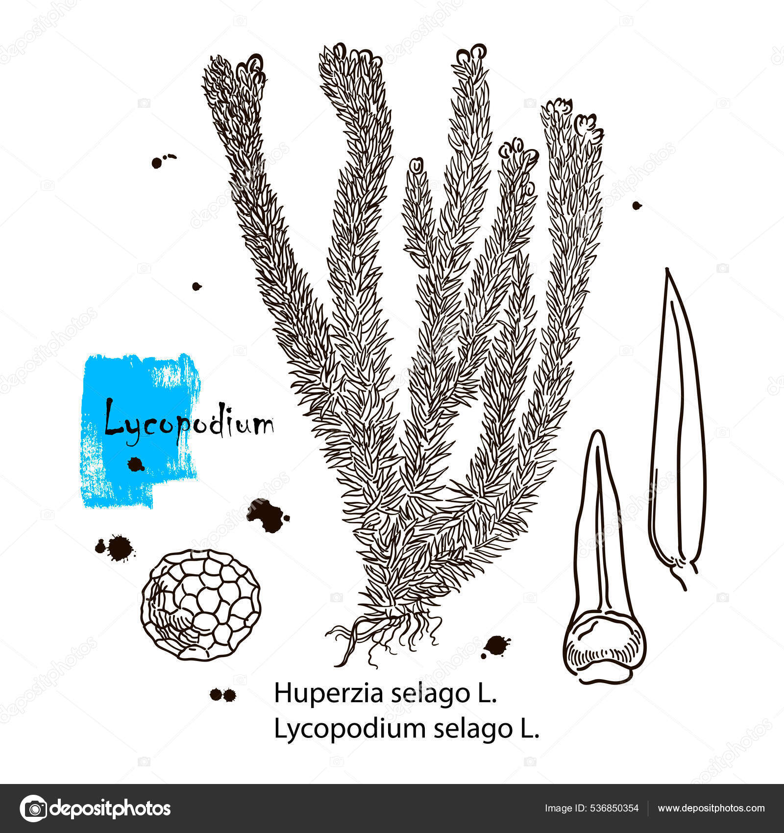 Lycopodium Life Cycle