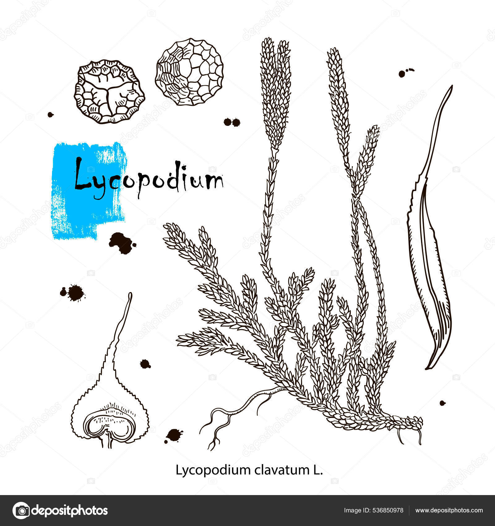 Lycopodium