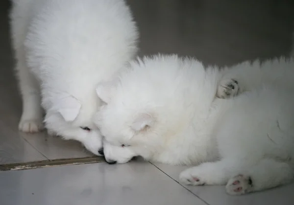 Digging for dog Stock Photos, Royalty Free Digging for dog Images ...