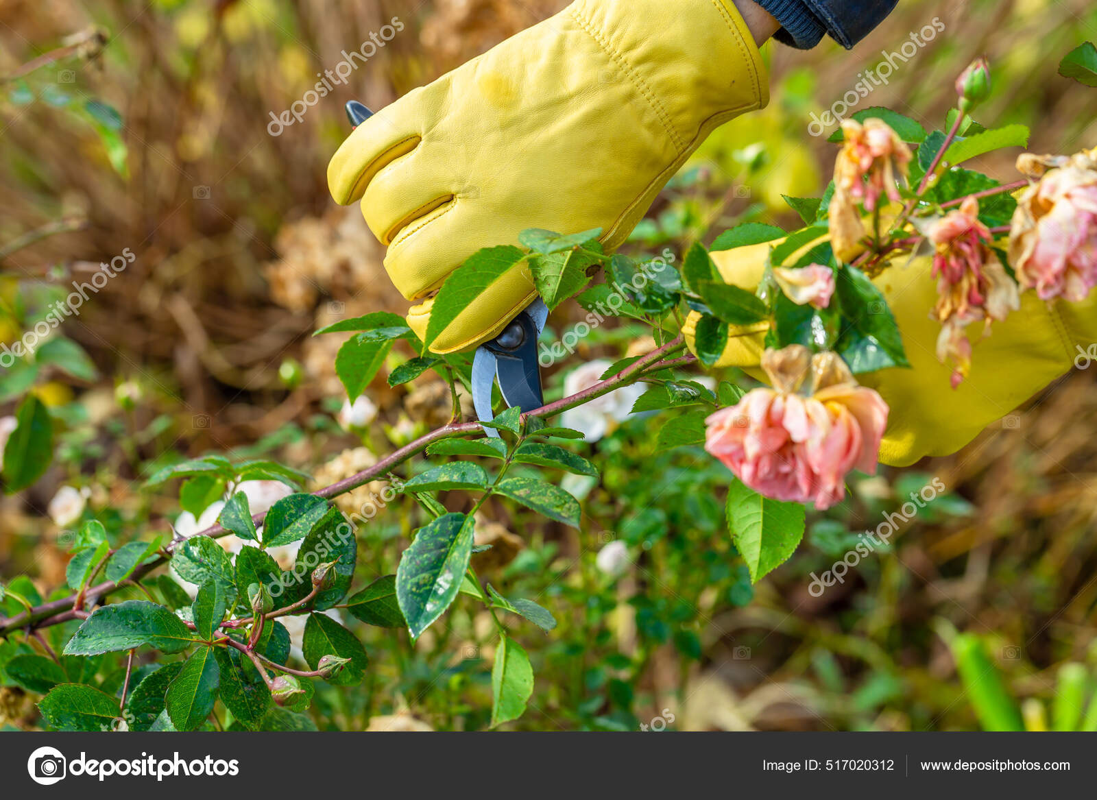 Trim Rose Bushes In Fall