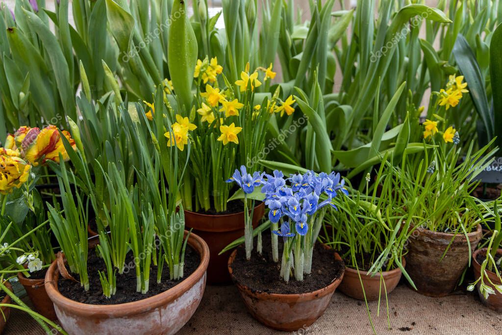 Pequeñas flores de primavera en el jardín. Pequeños iris de color azul ...